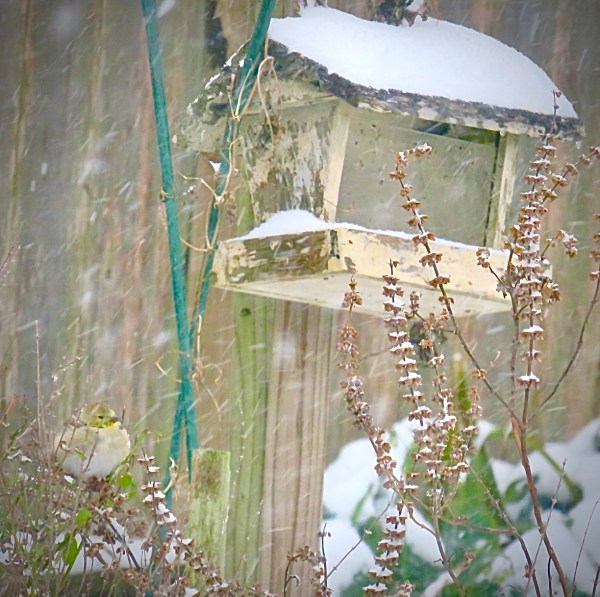 Baylor community revels in Houston’s winter wonderland | BCM Family